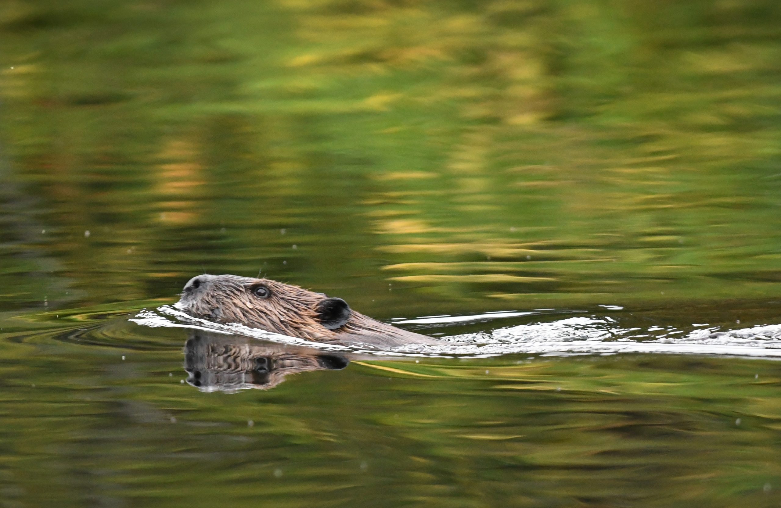 PHOTO: Builder on break - Greenfield Recorder
