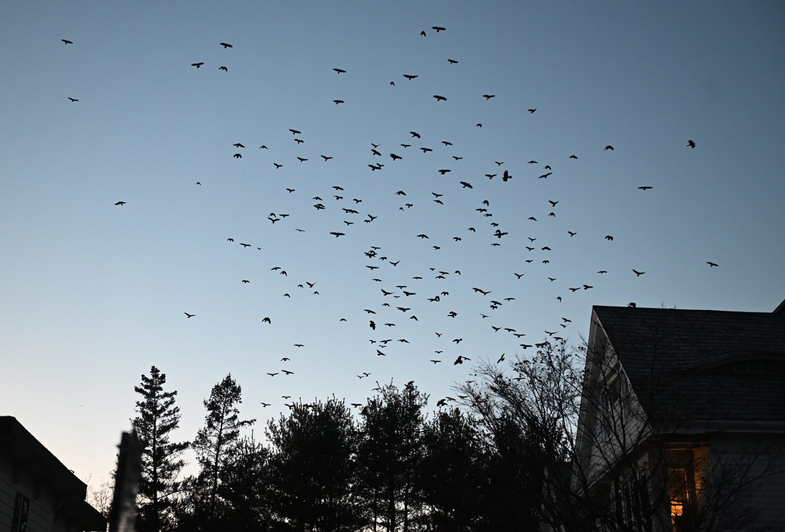 PHOTO: Taking to the sky - Greenfield Recorder