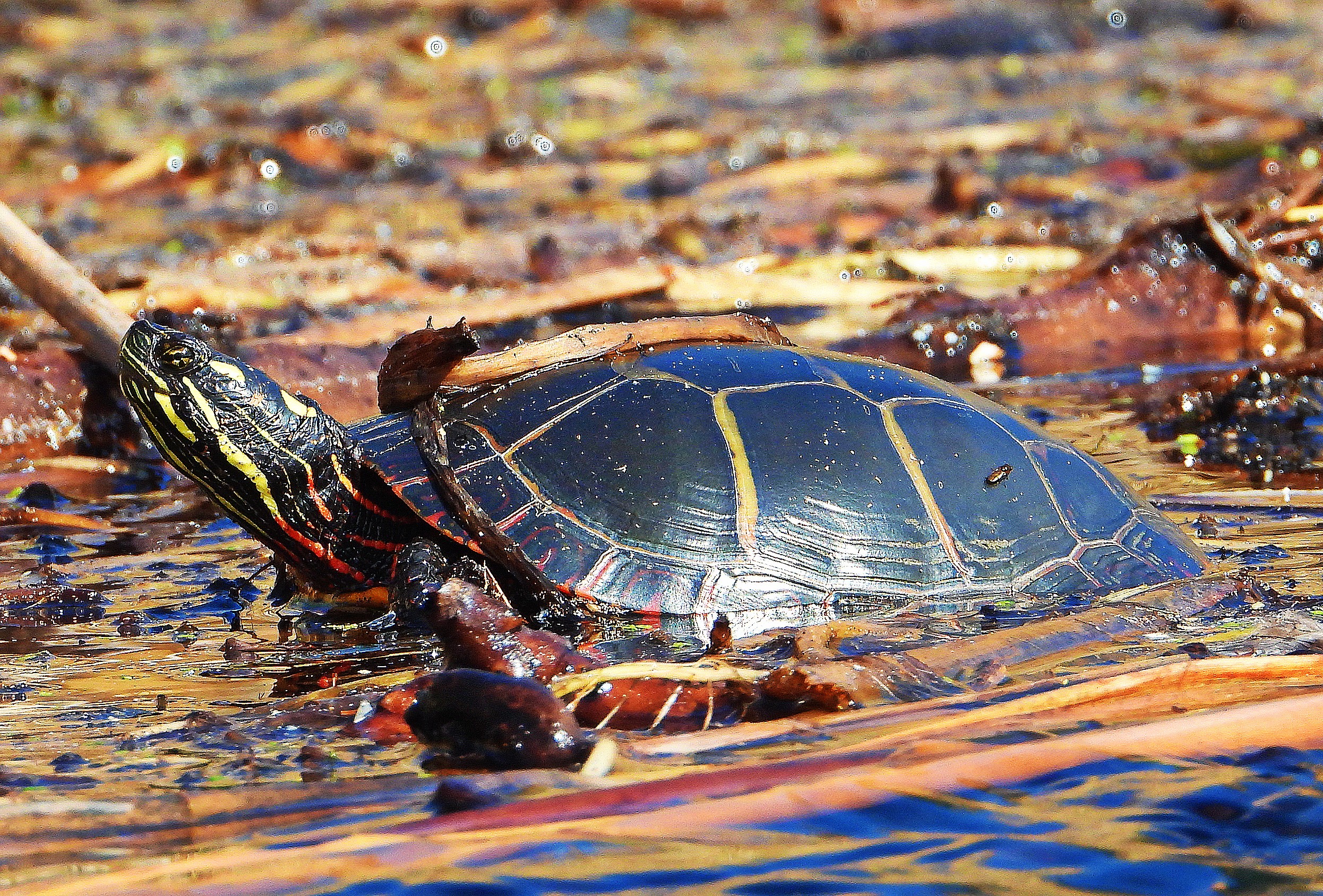 Nature Photo Contest - Greenfield Recorder
