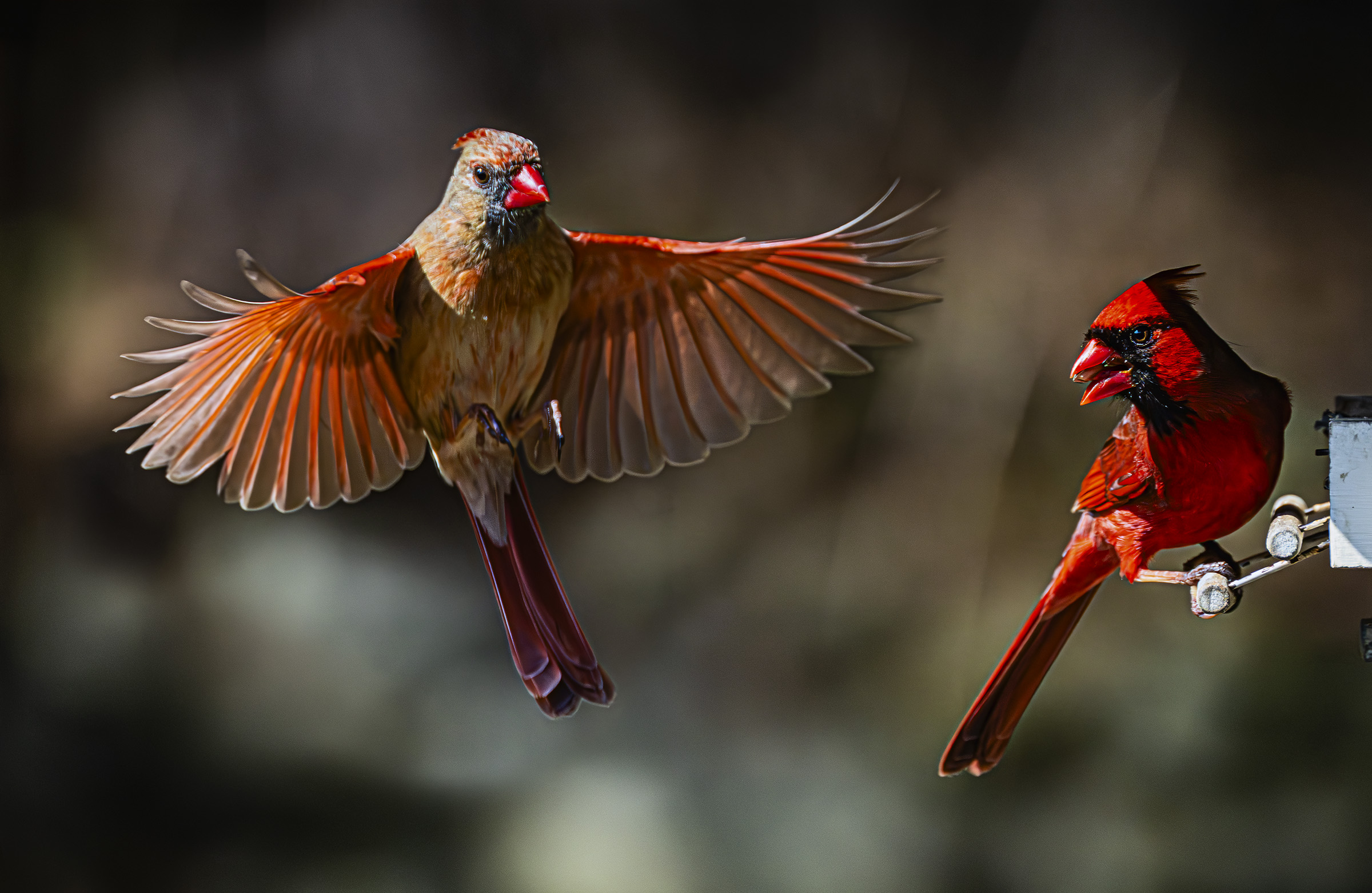 Nature Photo Contest - Greenfield Recorder